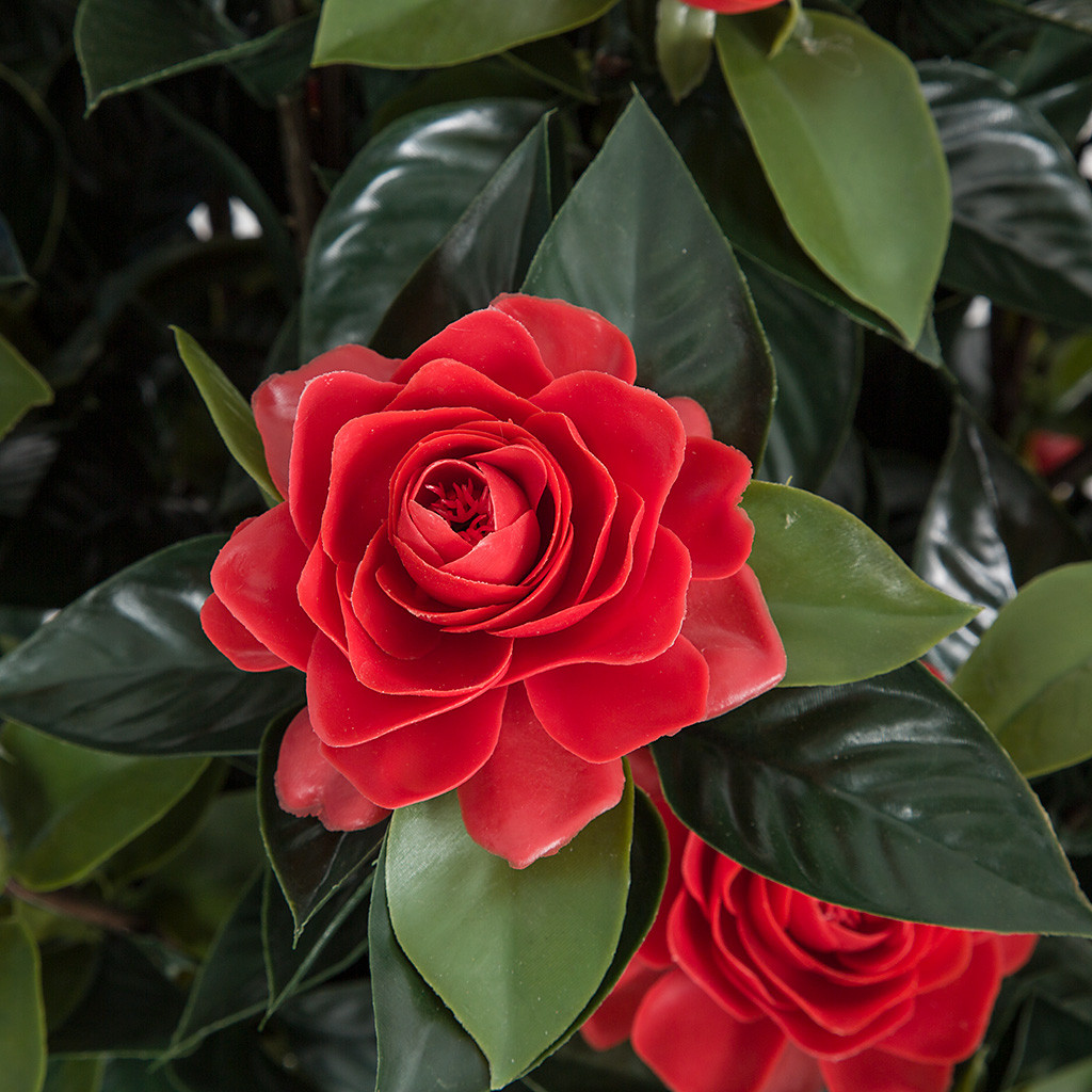28 Inch Outdoor Gardenia Bushes in Red Color or White Color | Autograph ...