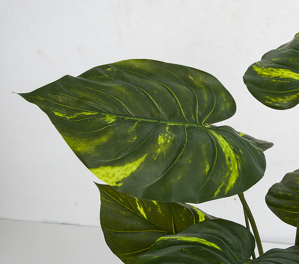 32 Inch Potted Variegated Pothos Plant | Autograph Foliages