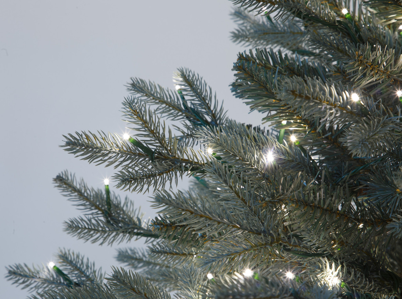 Wholesale Blue Swiss Pine Trees with LED Rice Lights | Autograph Foliages
