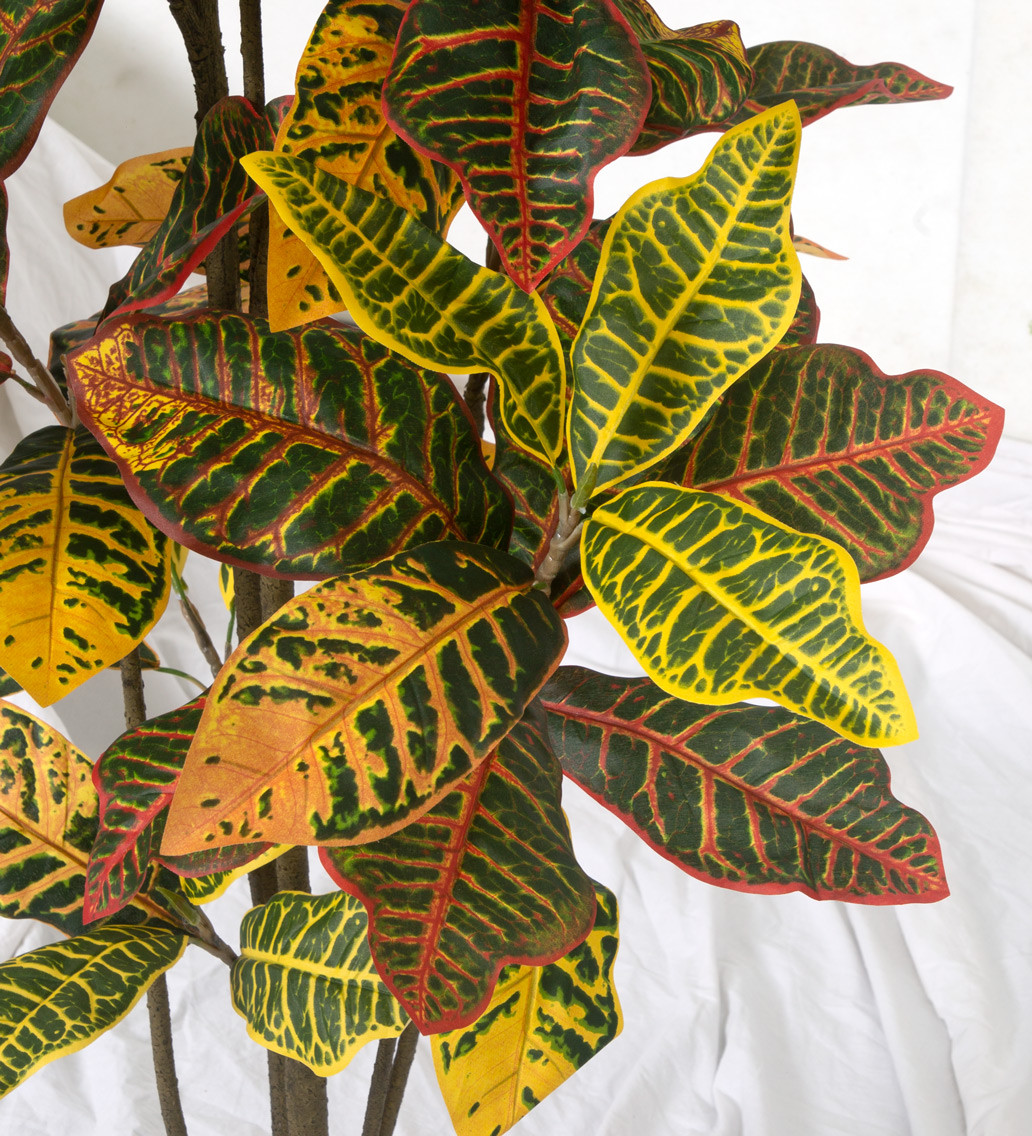 5' Croton Tree | Autograph Foliages