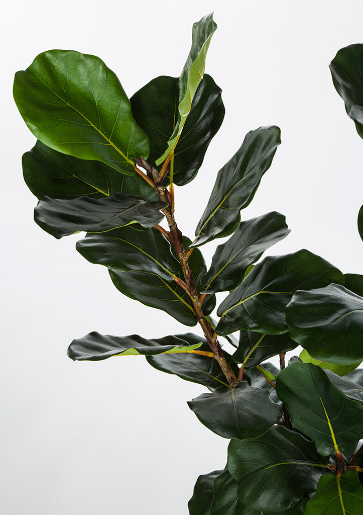 5' Fiddle Leaf Fig Tree on Single Trunk | Decorative Trees | Autograph ...