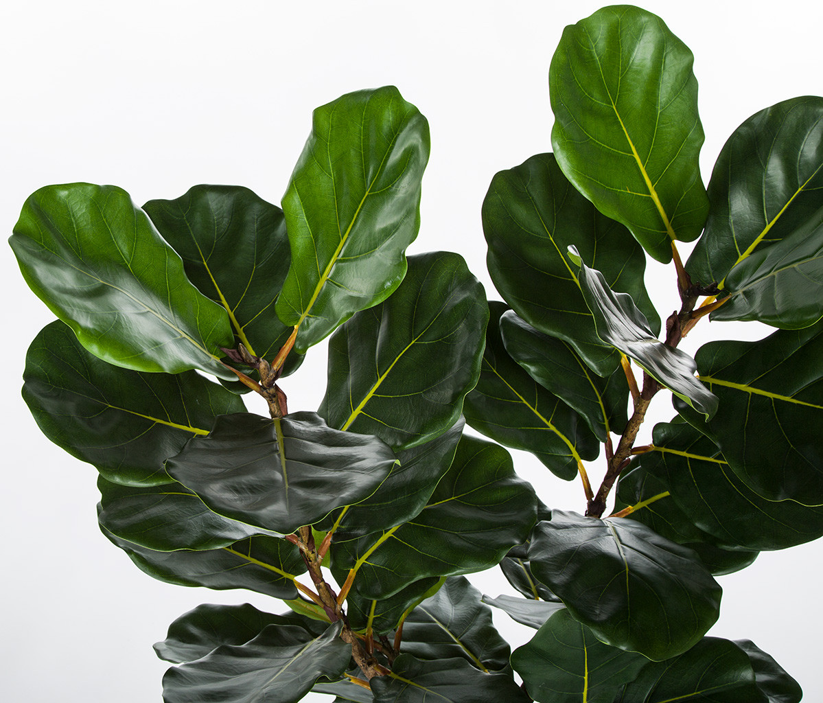 5' Fiddle Leaf Fig Tree on Single Trunk | Decorative Trees | Autograph ...