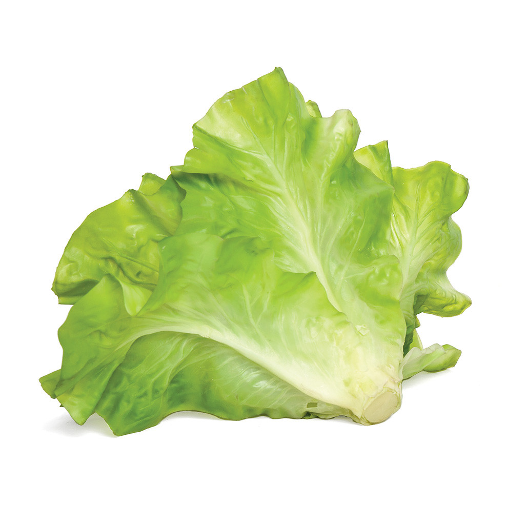 10" W x 6" H Large Leaf Lettuce Head | Autograph Foliages