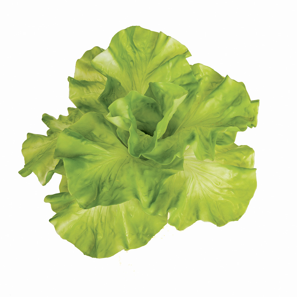 10" W x 6" H Large Leaf Lettuce Head | Autograph Foliages