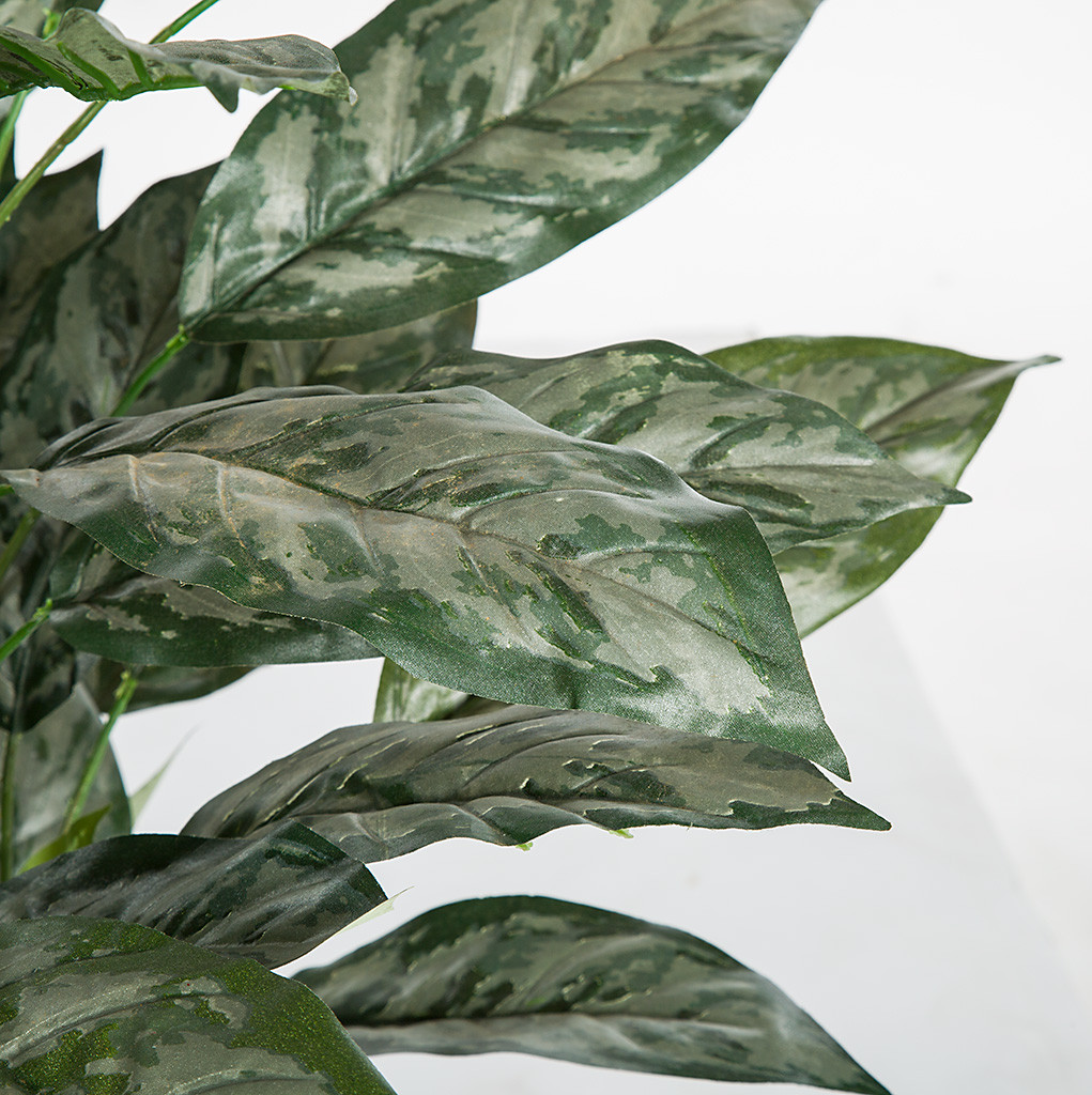 30" Silver Queen Plant | Autograph Foliages
