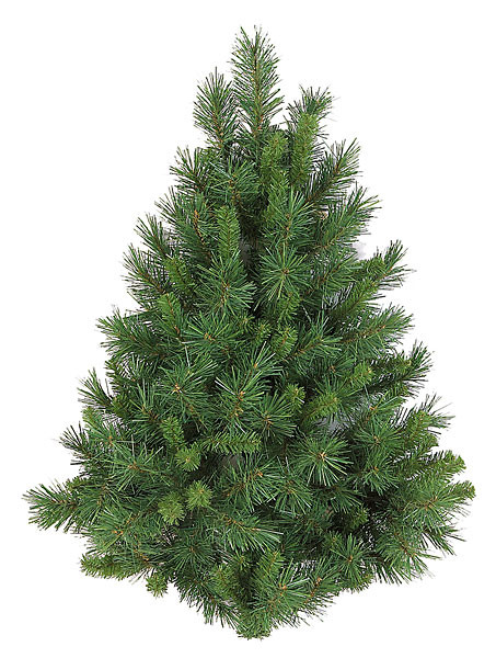 3 Foot Mixed Pine Wall Half Tree | Autograph Foliages