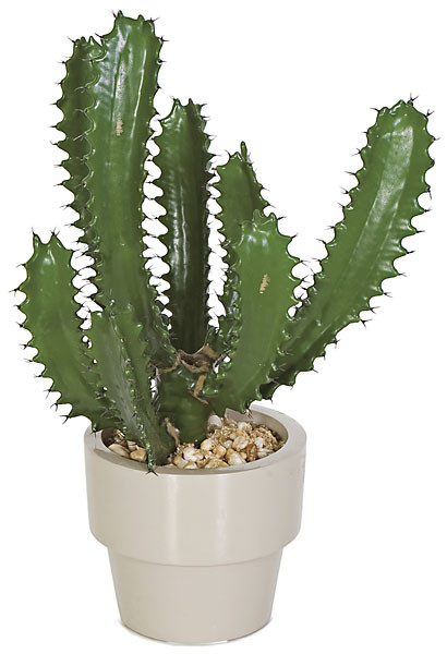 8 Inch Finger Cactus | Autograph Foliages