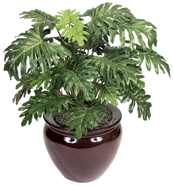 37 Inch Split Leaf Philo Stem | Autograph Foliages