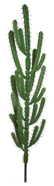 4 Foot Inch Finger Cactus Plant | Autograph Foliages