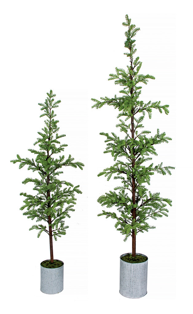 6 Foot Cedar Shrub Tree | Autograph Foliages