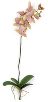 ORCHIDS GO EVERYWHERE AND ANYWHERE - Autograph Foliages | Autograph ...