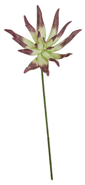 20 Inch Foam Aster Succulent | Autograph Foliages