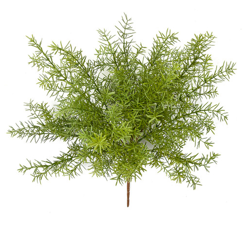 18 Inch Green Sprengerii (Asparagus) Bush x 7 | Autograph Foliages
