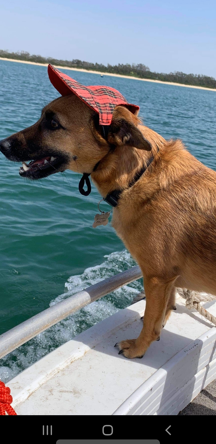 Zeus the Sea Dog! Meet the Shotgun Marine Mascot! - Shotgun Marine Services