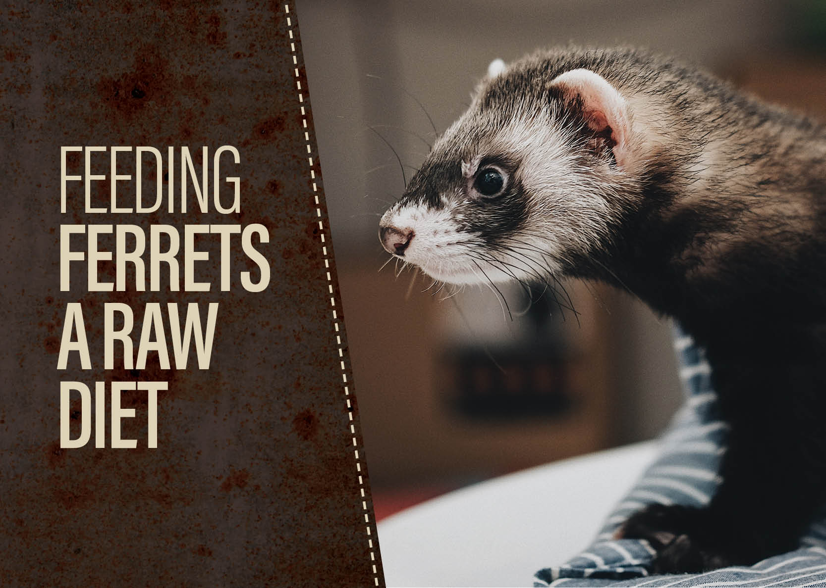 What You Need to Know About Feeding Ferrets a Raw Diet - Big Country Raw