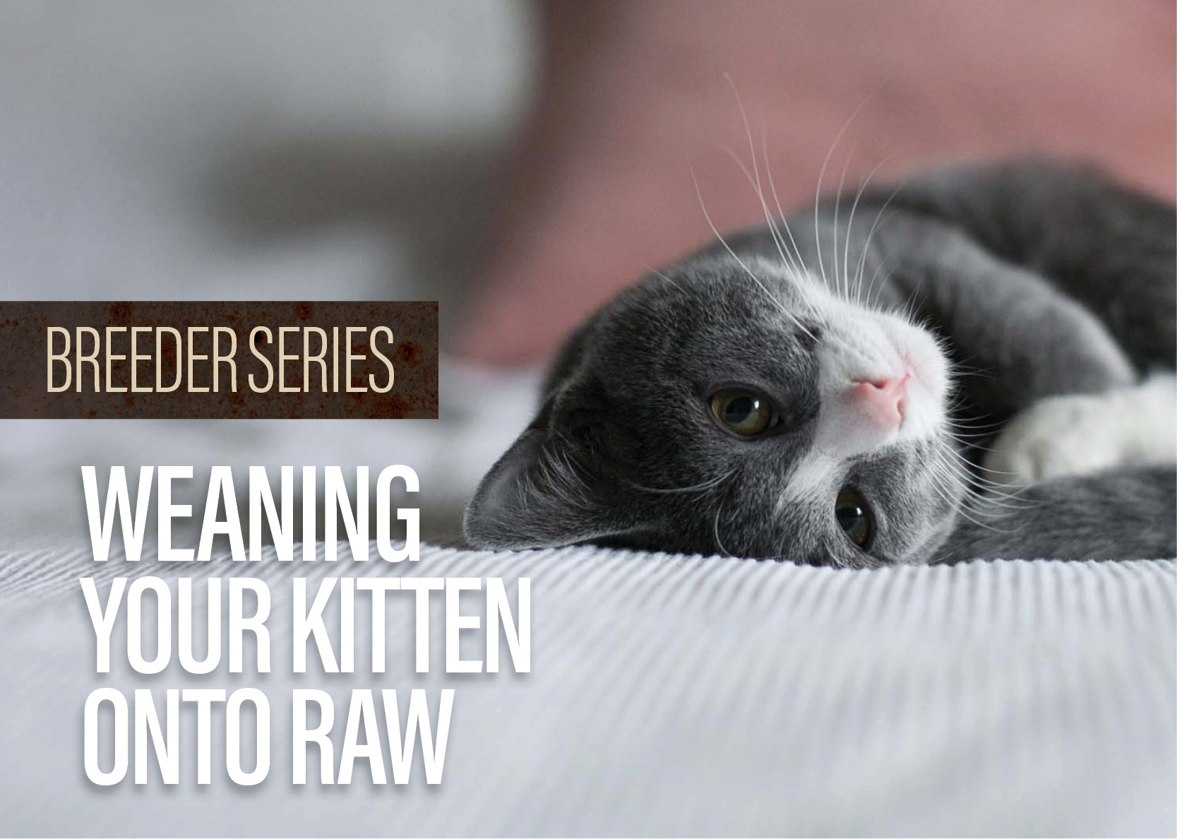 Weaning Kittens Onto A Raw Diet - Big Country Raw