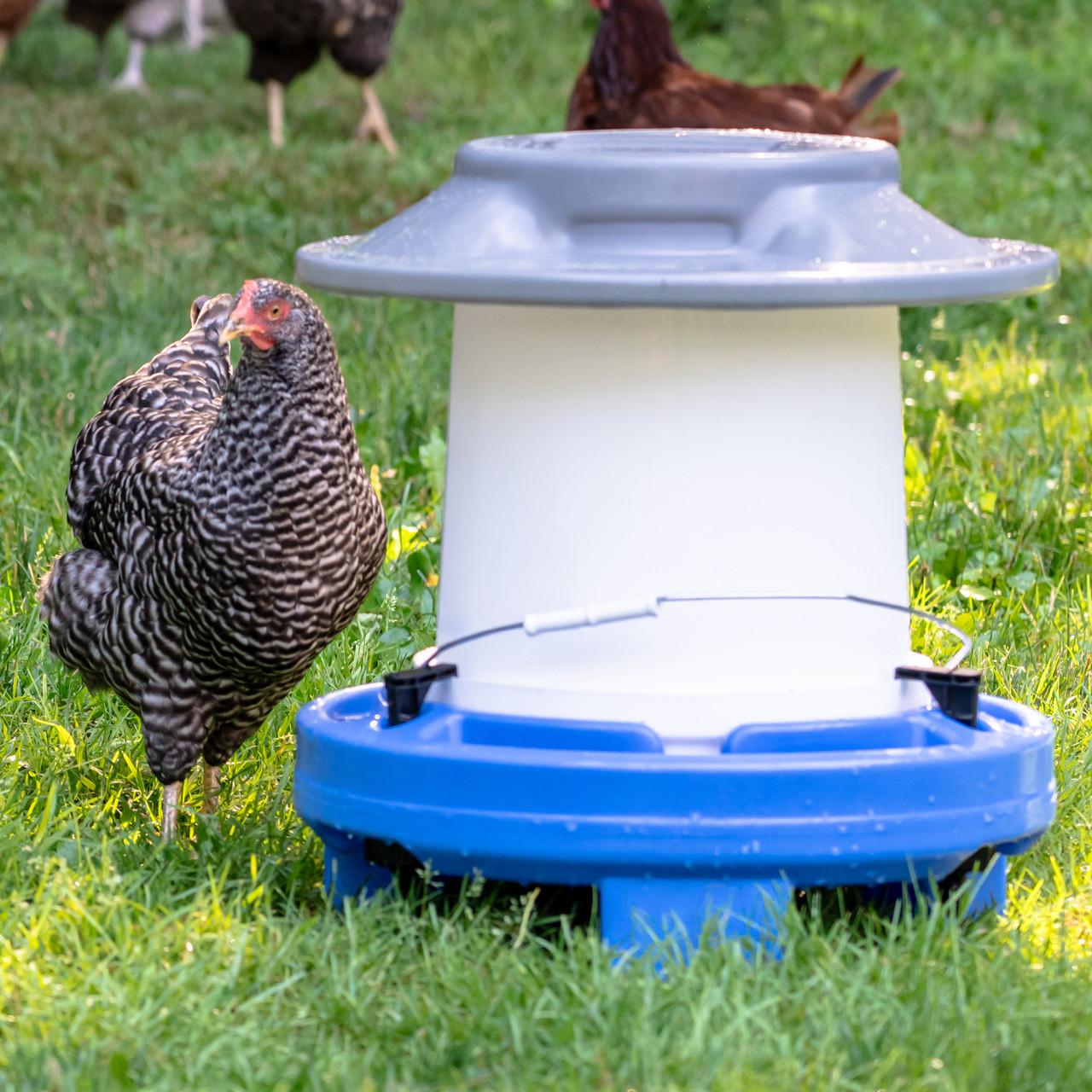 Simplay3 American Home Farmstead Chicken Drinker