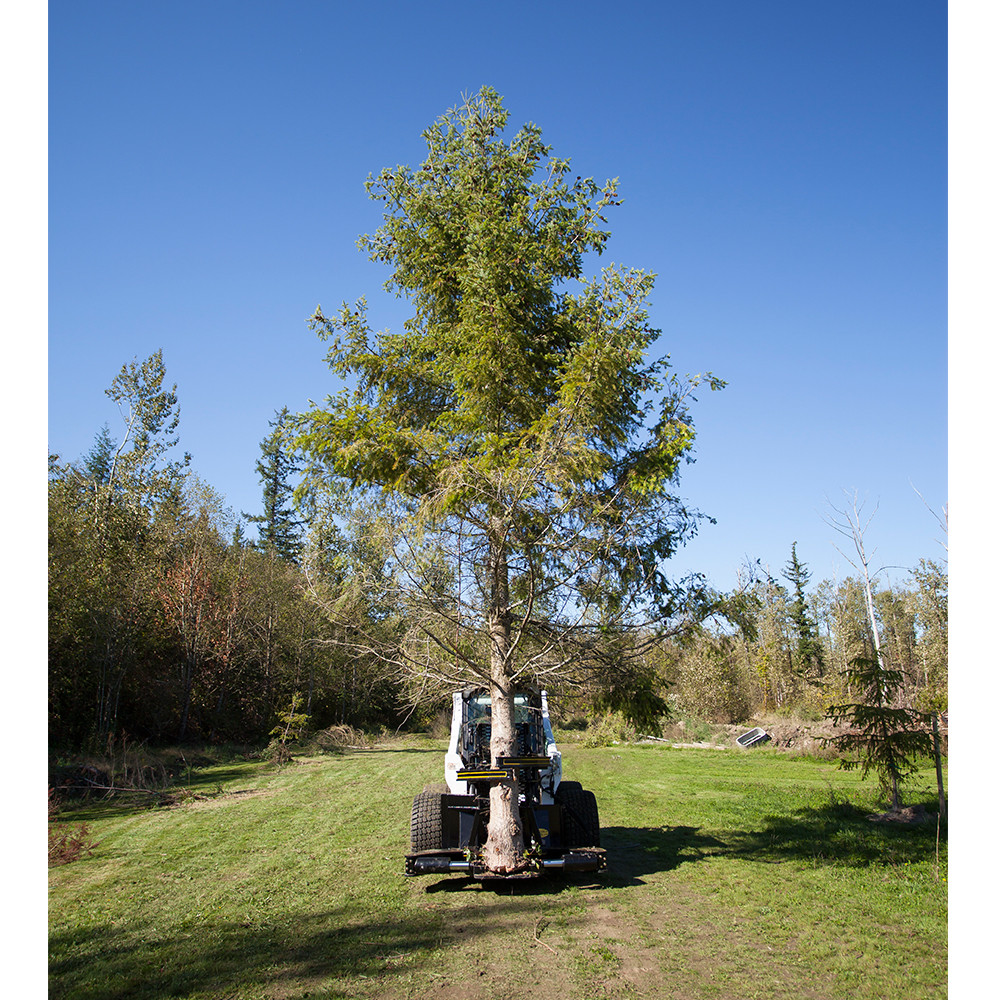 M&M Hydra-Clip Tree Shear with Grapple | Skid Steer Solutions