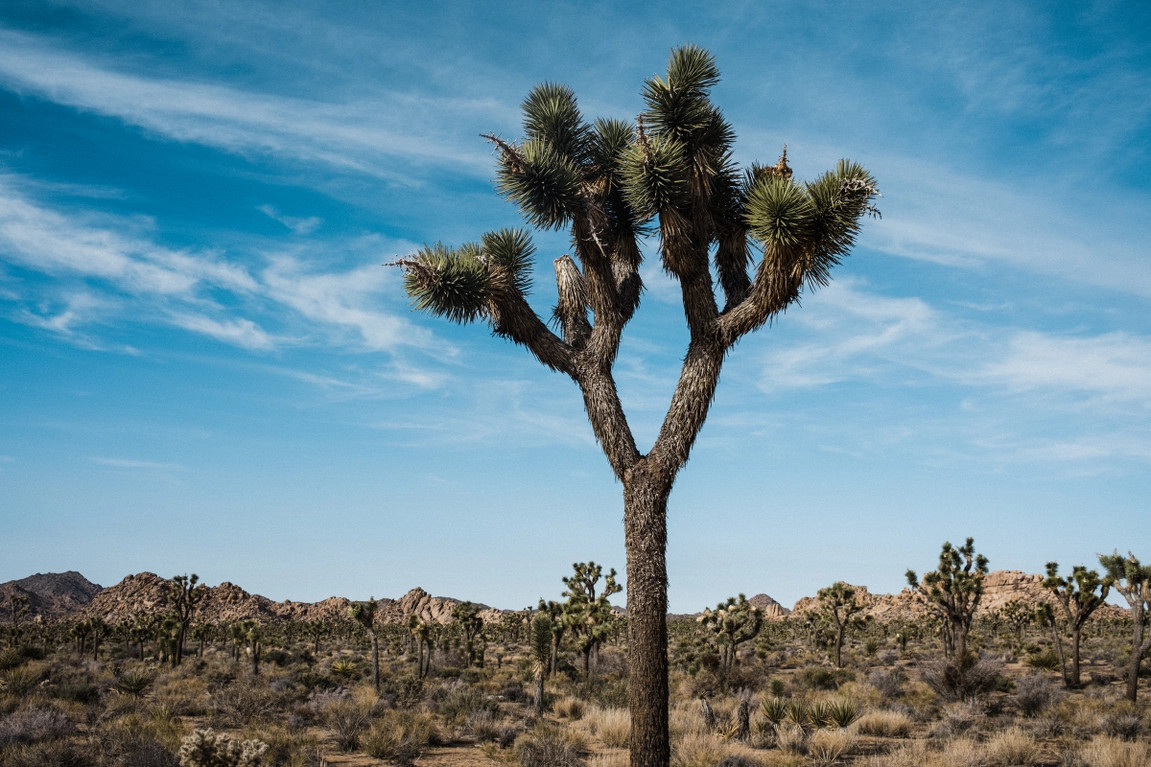 Seed Grow Kit - Joshua Tree - inspired living