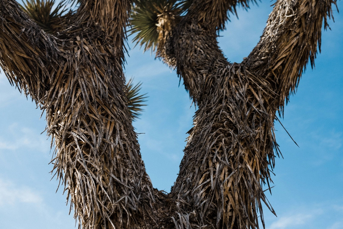 Seed Grow Kit - Joshua Tree - inspired living
