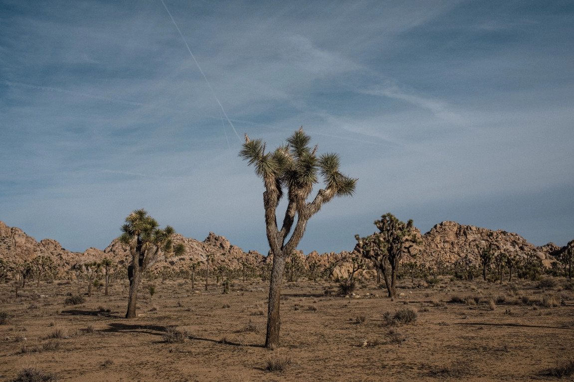 Seed Grow Kit - Joshua Tree - inspired living