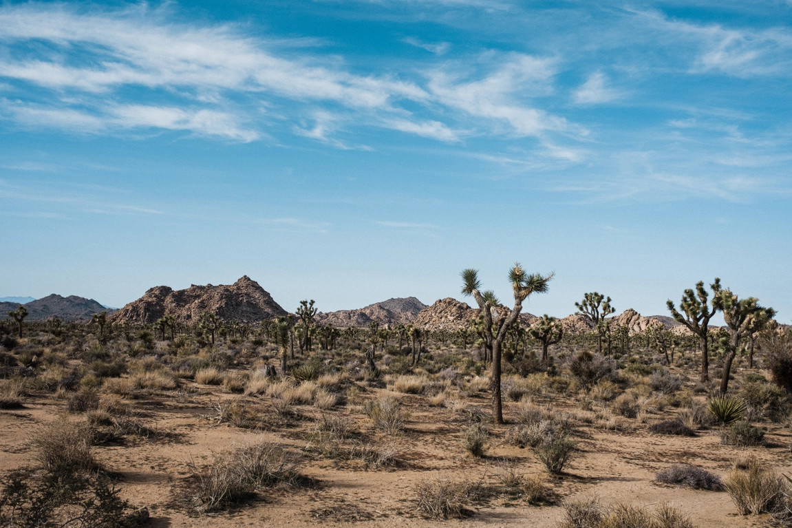 Seed Grow Kit - Joshua Tree - inspired living
