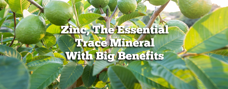 Zinc, The Essential Trace Mineral With Big Benefits - Perfect Supplements