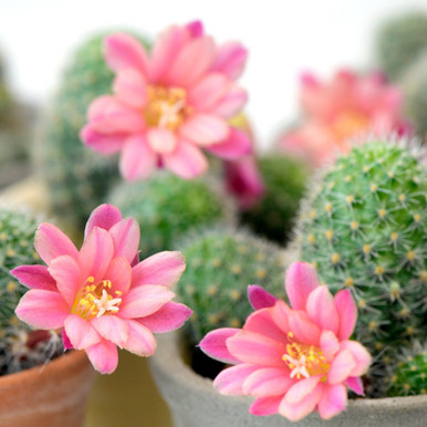 Cactus Blossom (BBW type) Fragrance Oil - Candles & Supplies