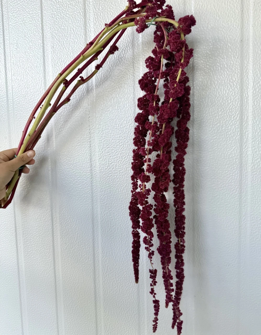 Ramirez Wholesale Flowers Inc