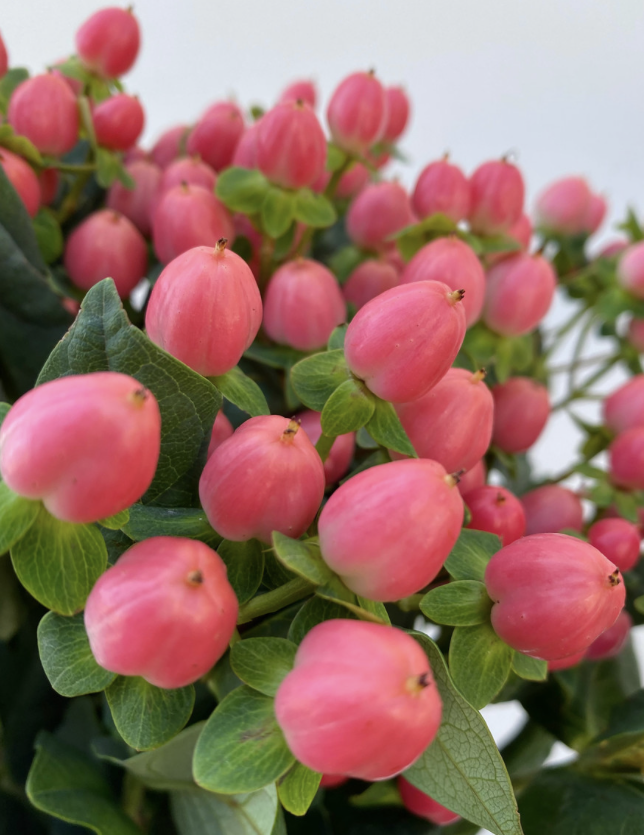 Valentine Flowers - Berries - Ramirez Wholesale Flowers Inc
