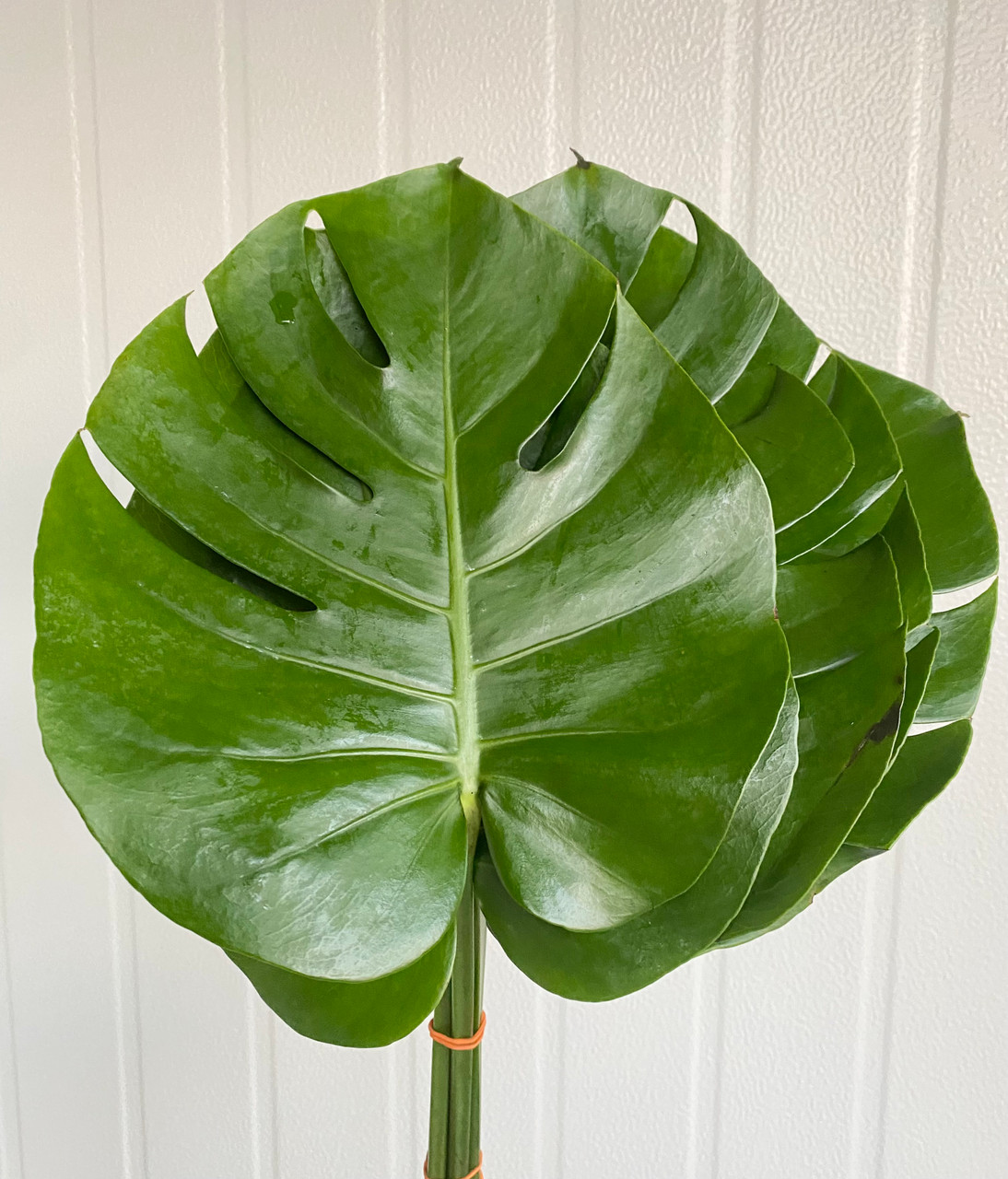Monstera Small - 5st. - Ramirez Wholesale Flowers Inc