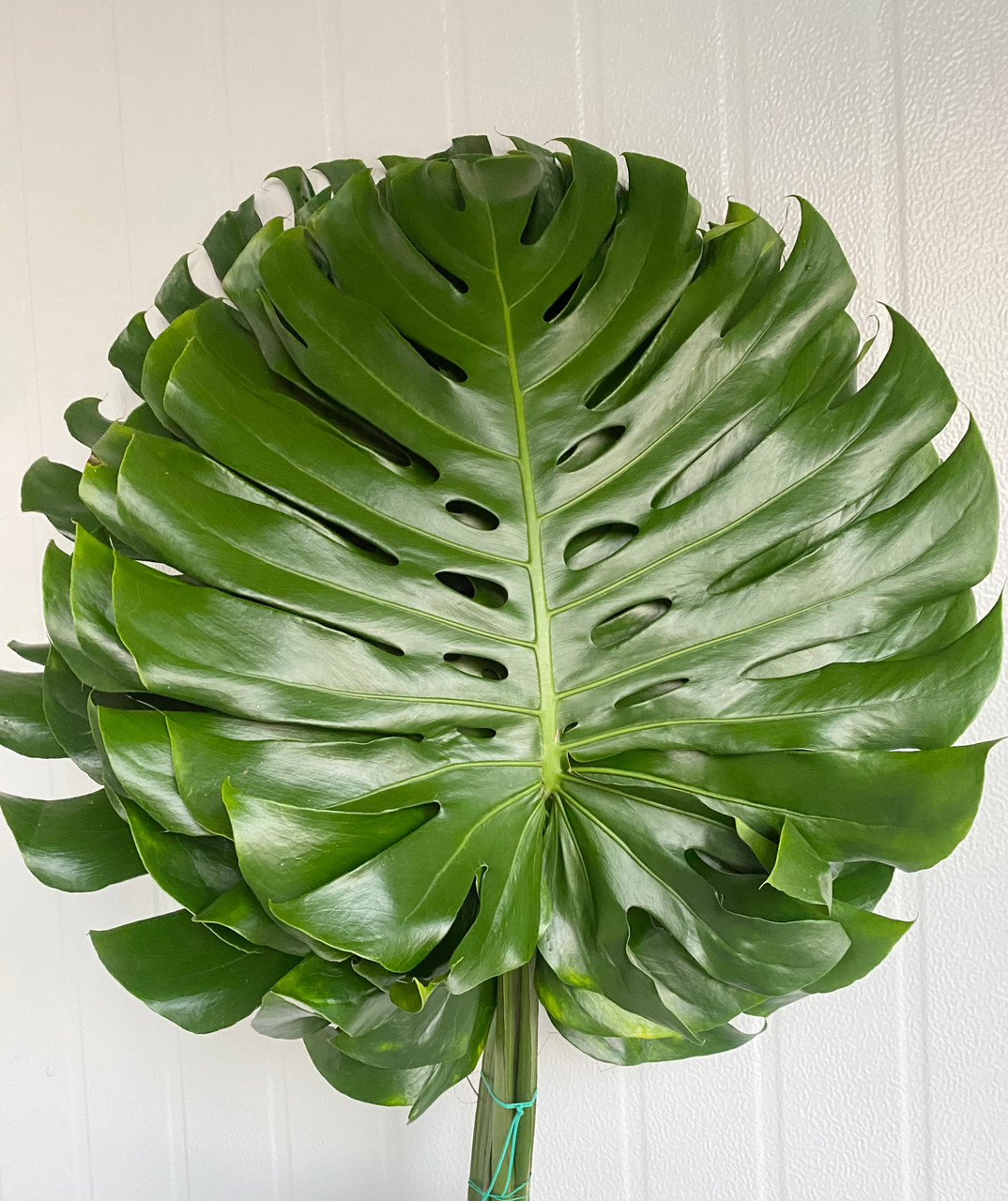 Monstera Extra Large - 5st. - Ramirez Wholesale Flowers Inc
