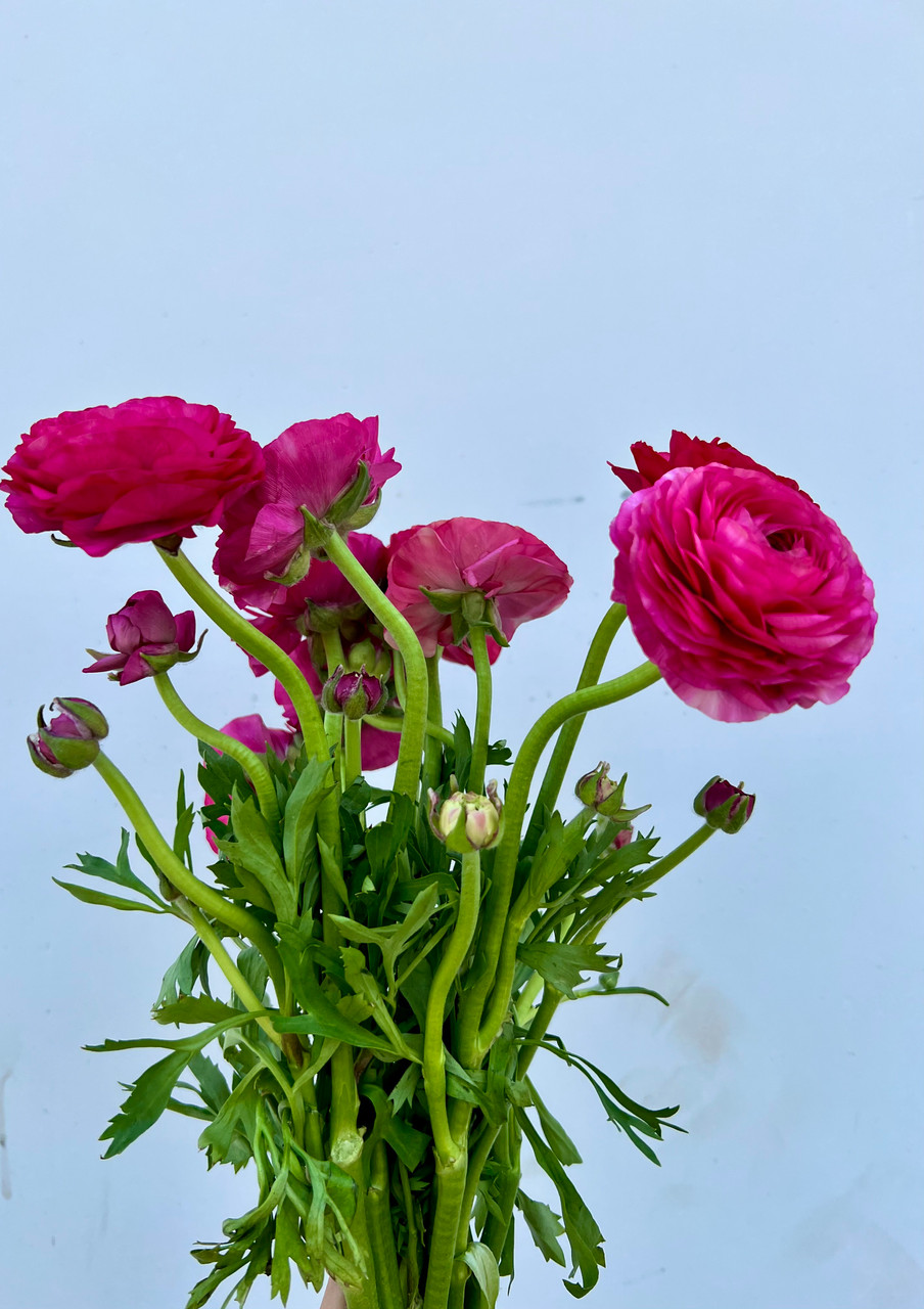 Dark Pink Ranunculus - 10st.