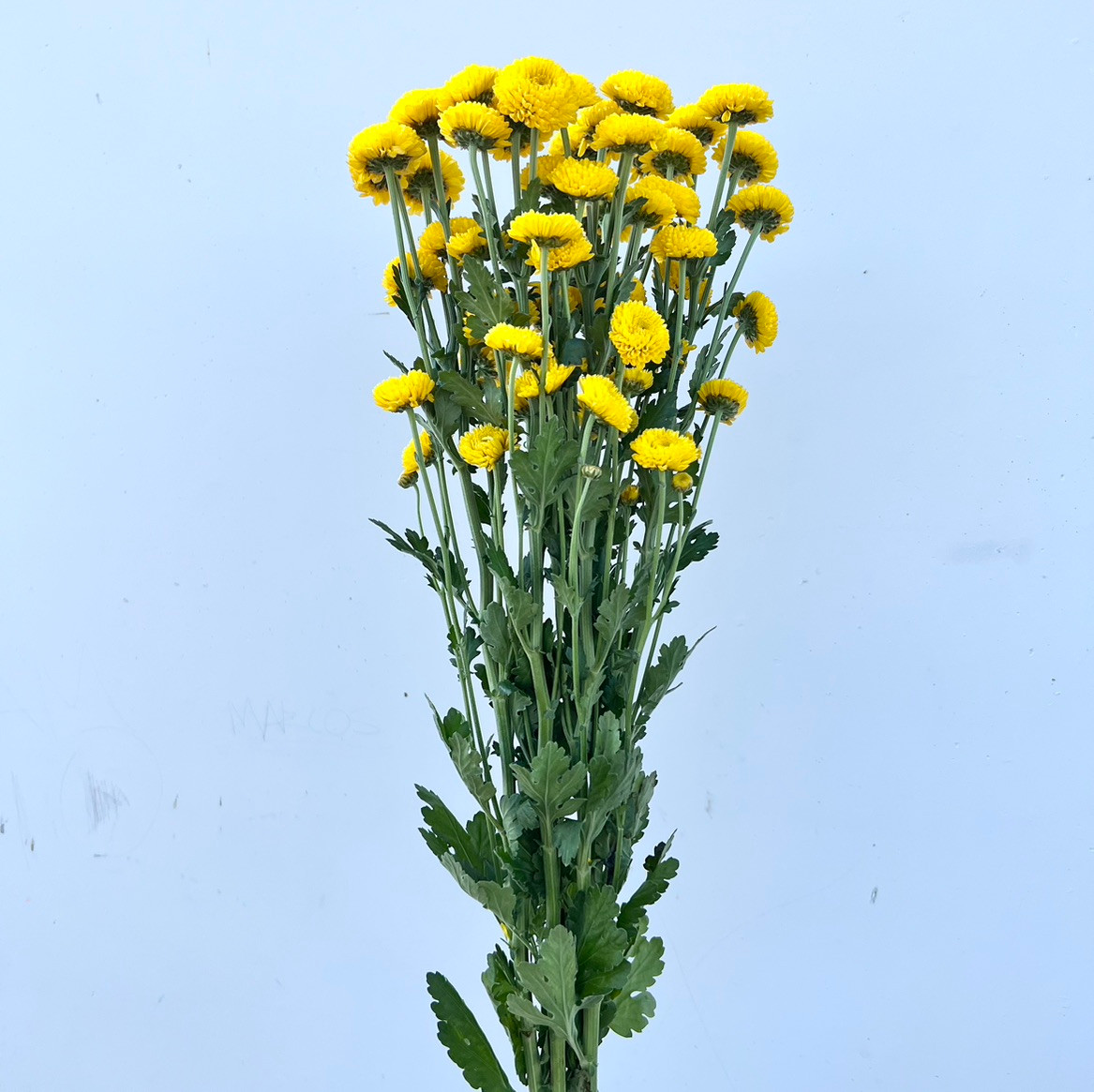 Yellow Button Poms - 5st. - Ramirez Wholesale Flowers Inc