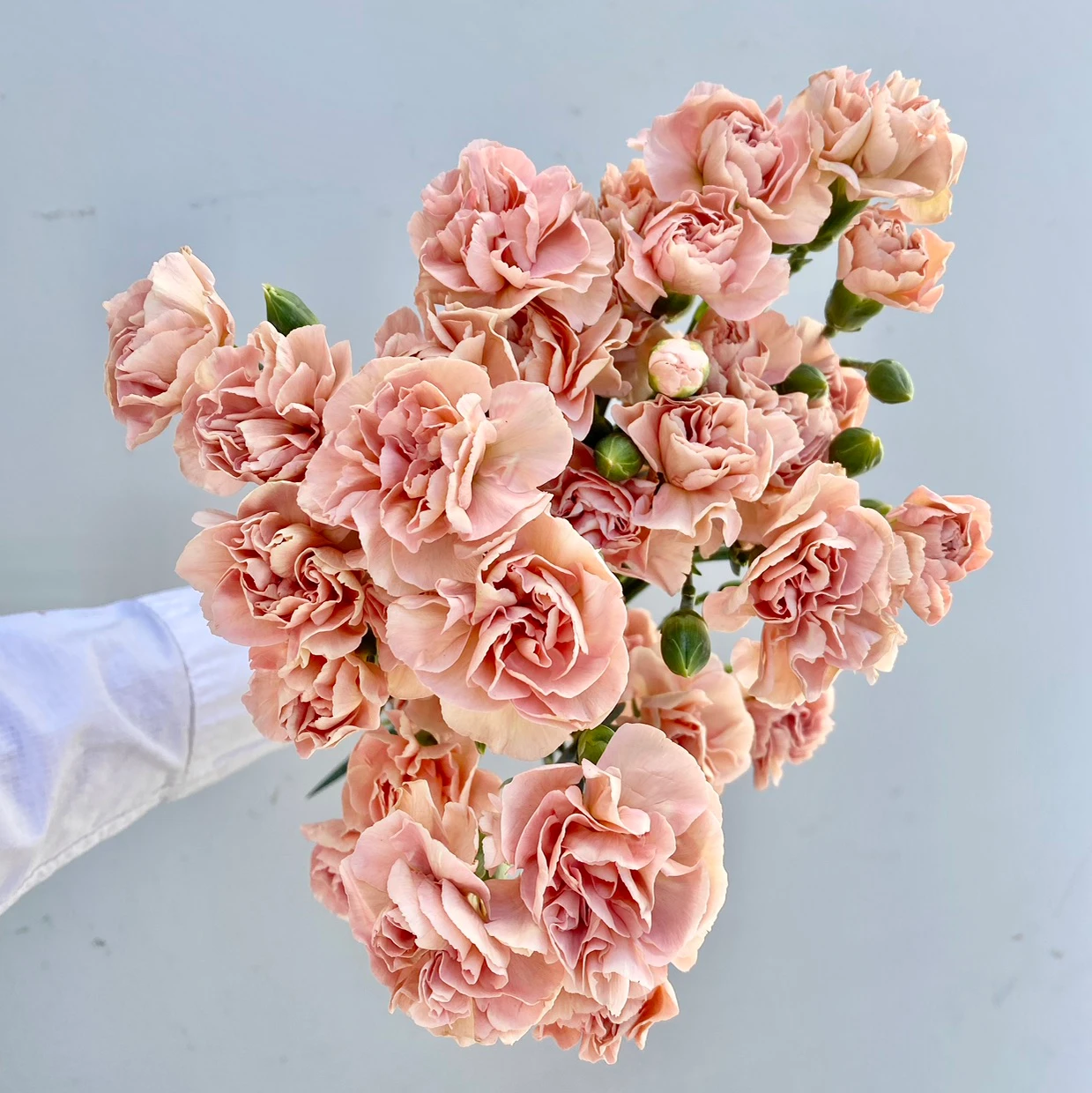Mini Carnations Caramel - 10st - Ramirez Wholesale Flowers Inc