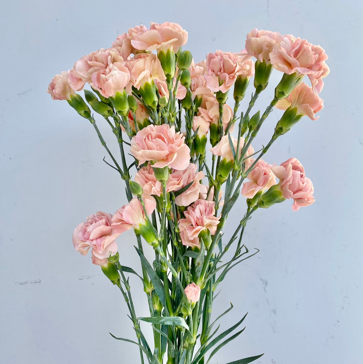 Mini Carnations Caramel - 10st - Ramirez Wholesale Flowers Inc