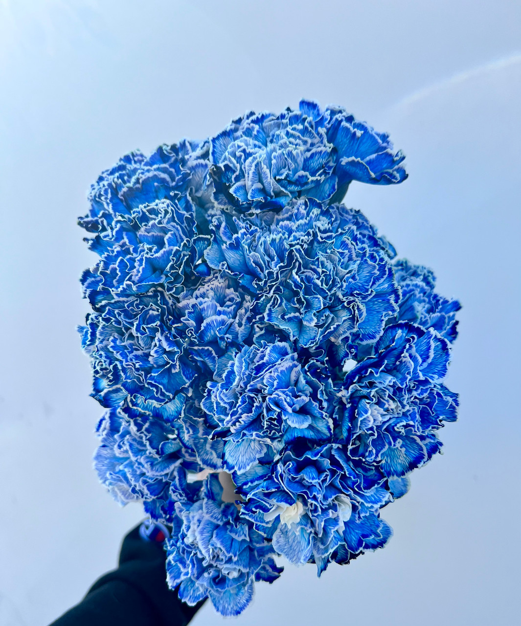 light blue carnations