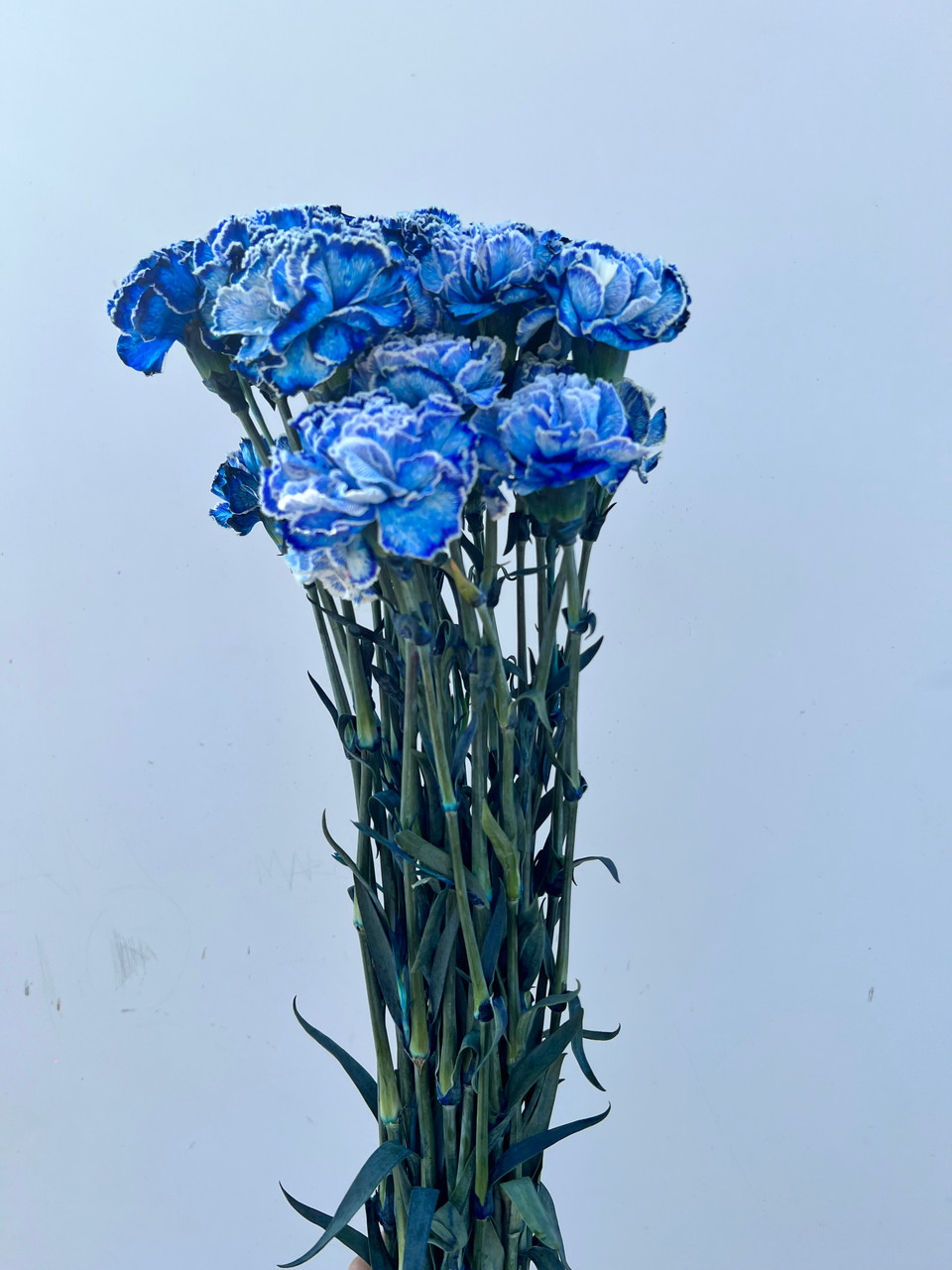 Dark Blue Carnations