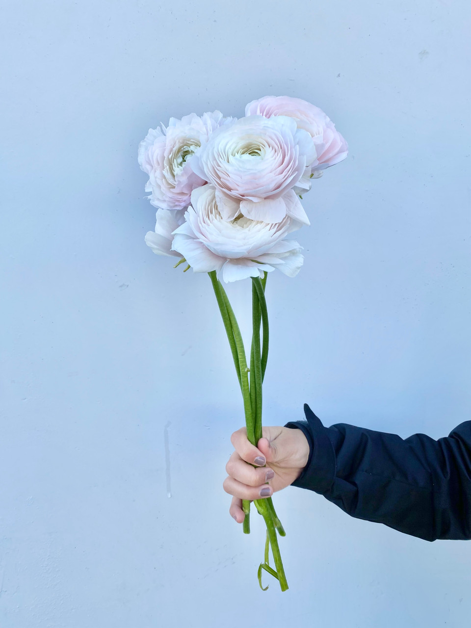 Ranunculus Cloni - 5st - Ramirez Wholesale Flowers Inc