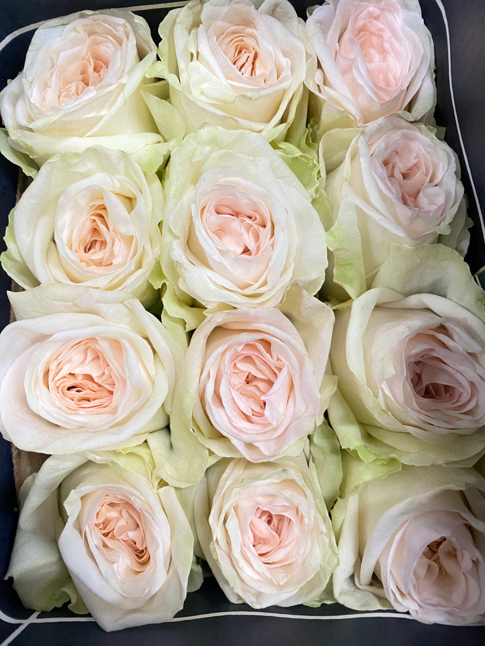 White O’ Hara Roses - 25st - Ramirez Wholesale Flowers Inc