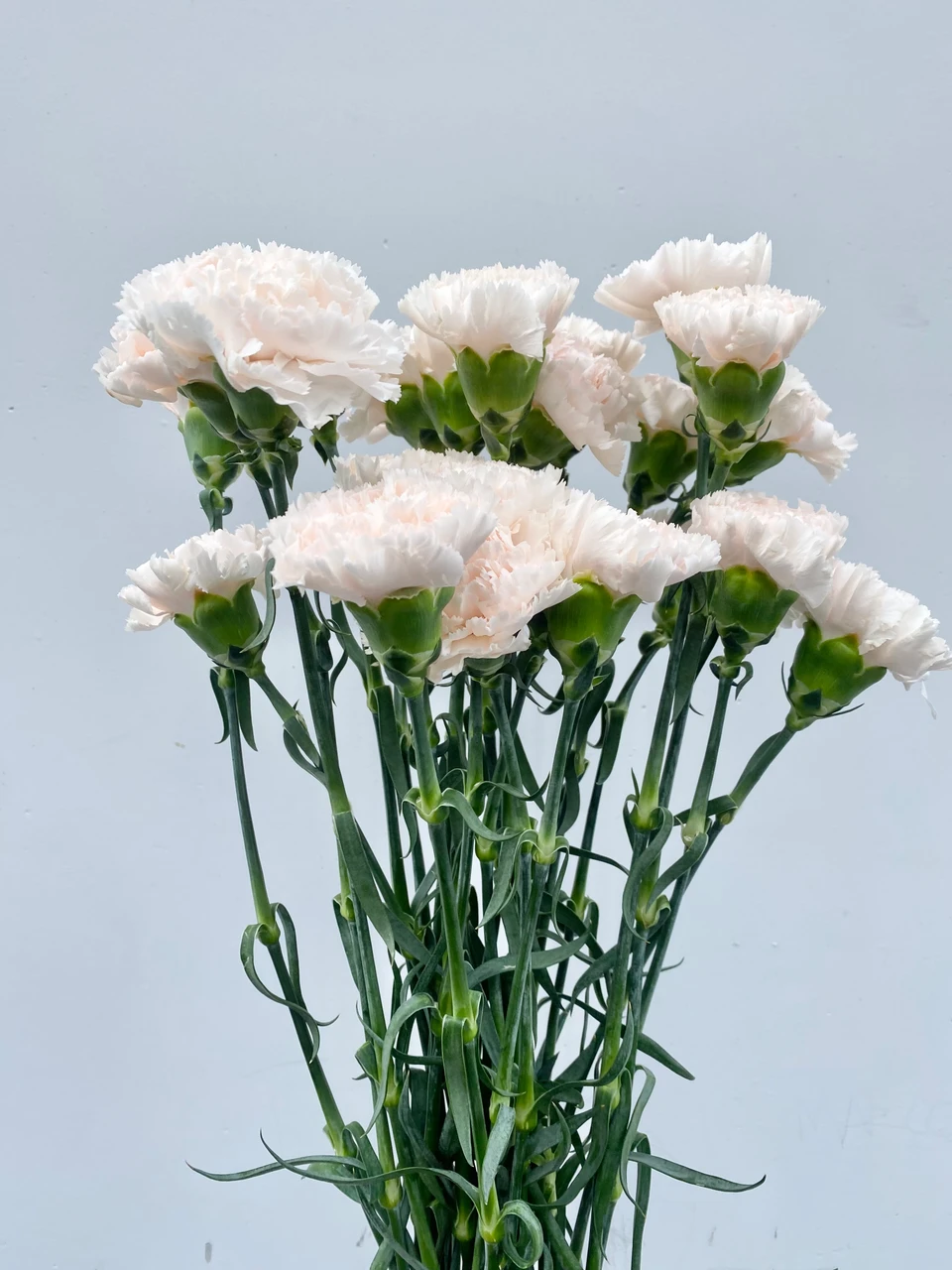 Carnation Brut - 25st. - Ramirez Wholesale Flowers Inc