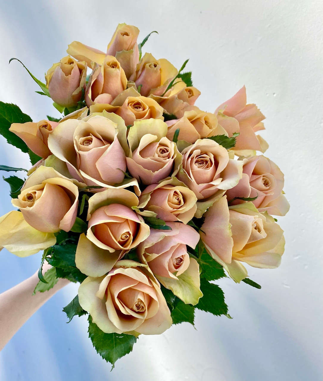 Golden Mustard Roses - 25st. - Ramirez Wholesale Flowers Inc