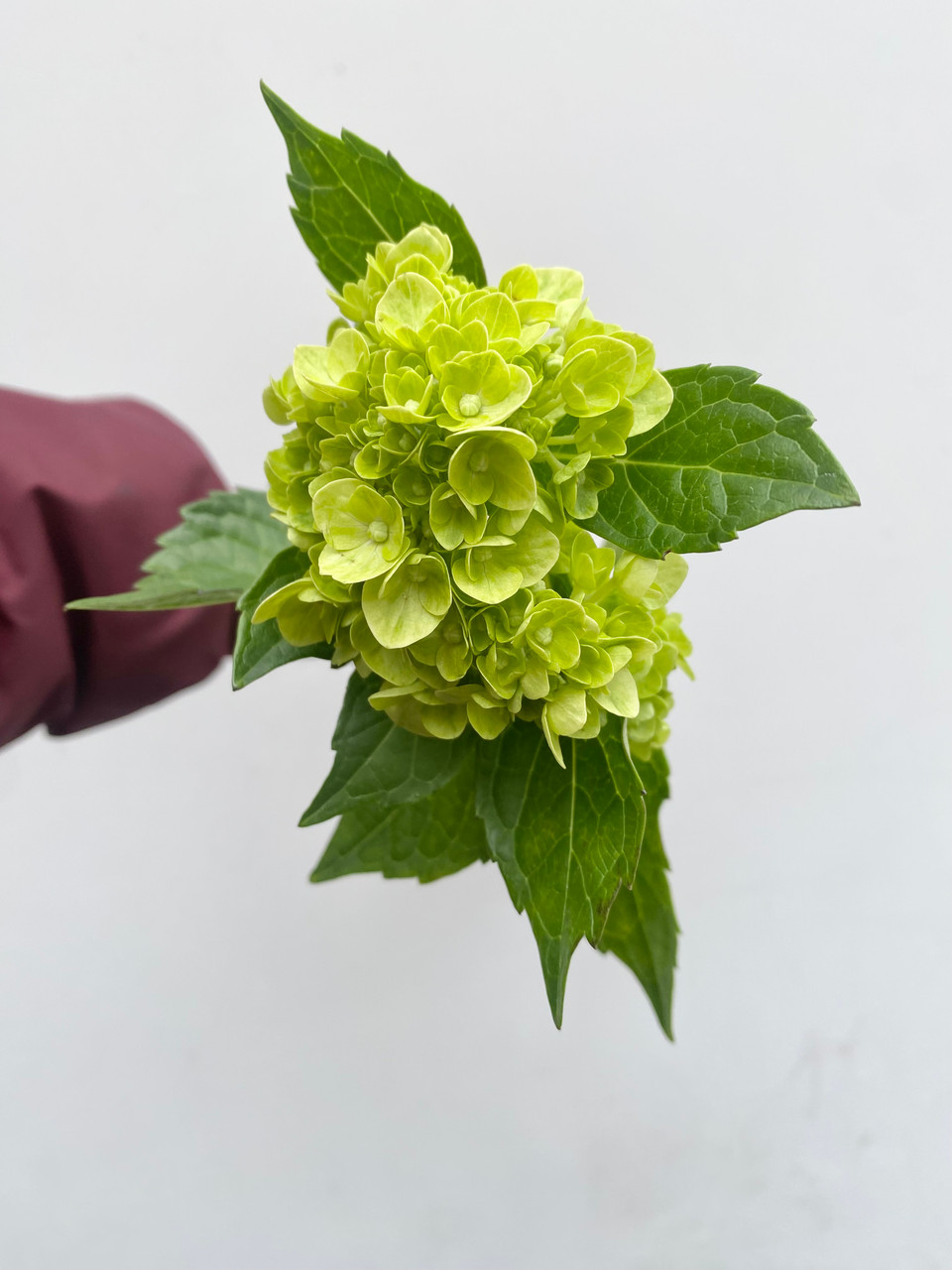 Hydrangea Mini Green - 5st. - Ramirez Wholesale Flowers Inc