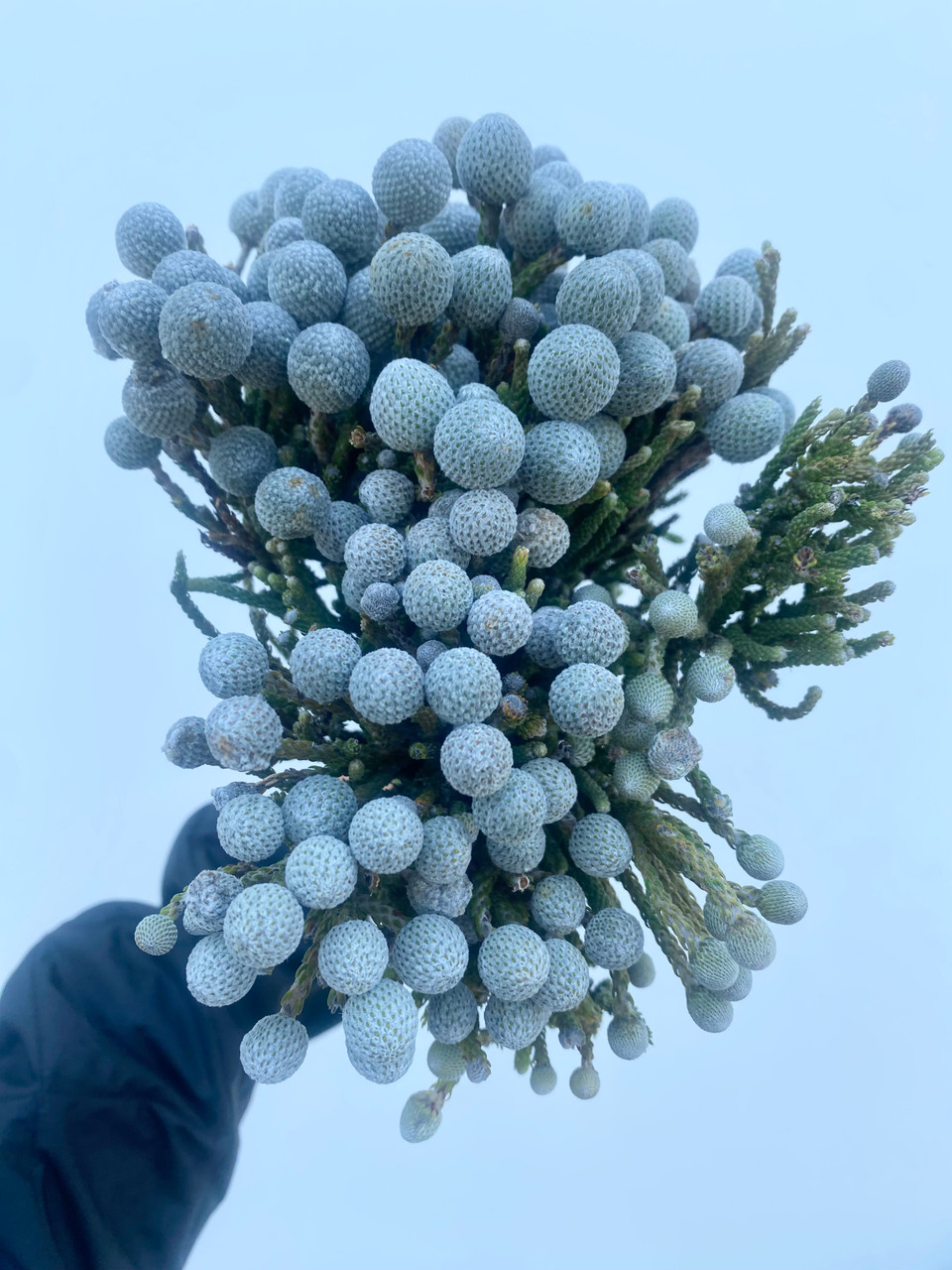 Silver Brunia - 10st + - Ramirez Wholesale Flowers Inc