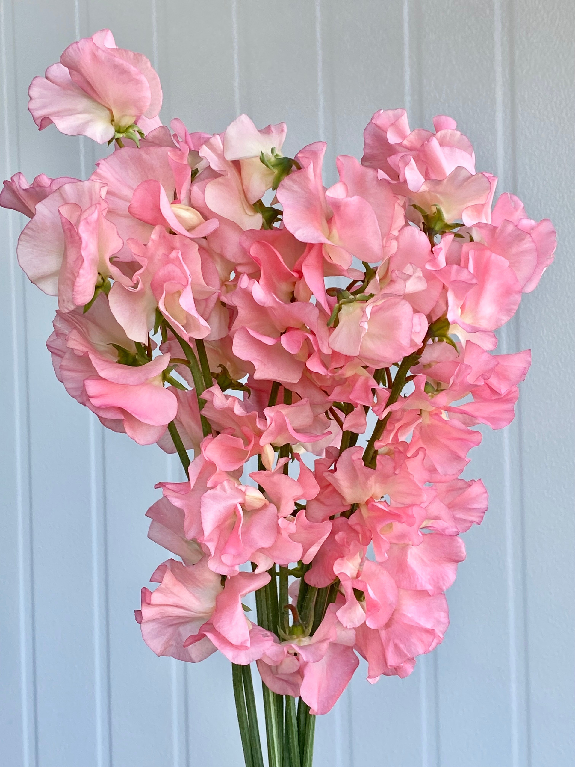 Ramirez Wholesale Flowers Inc