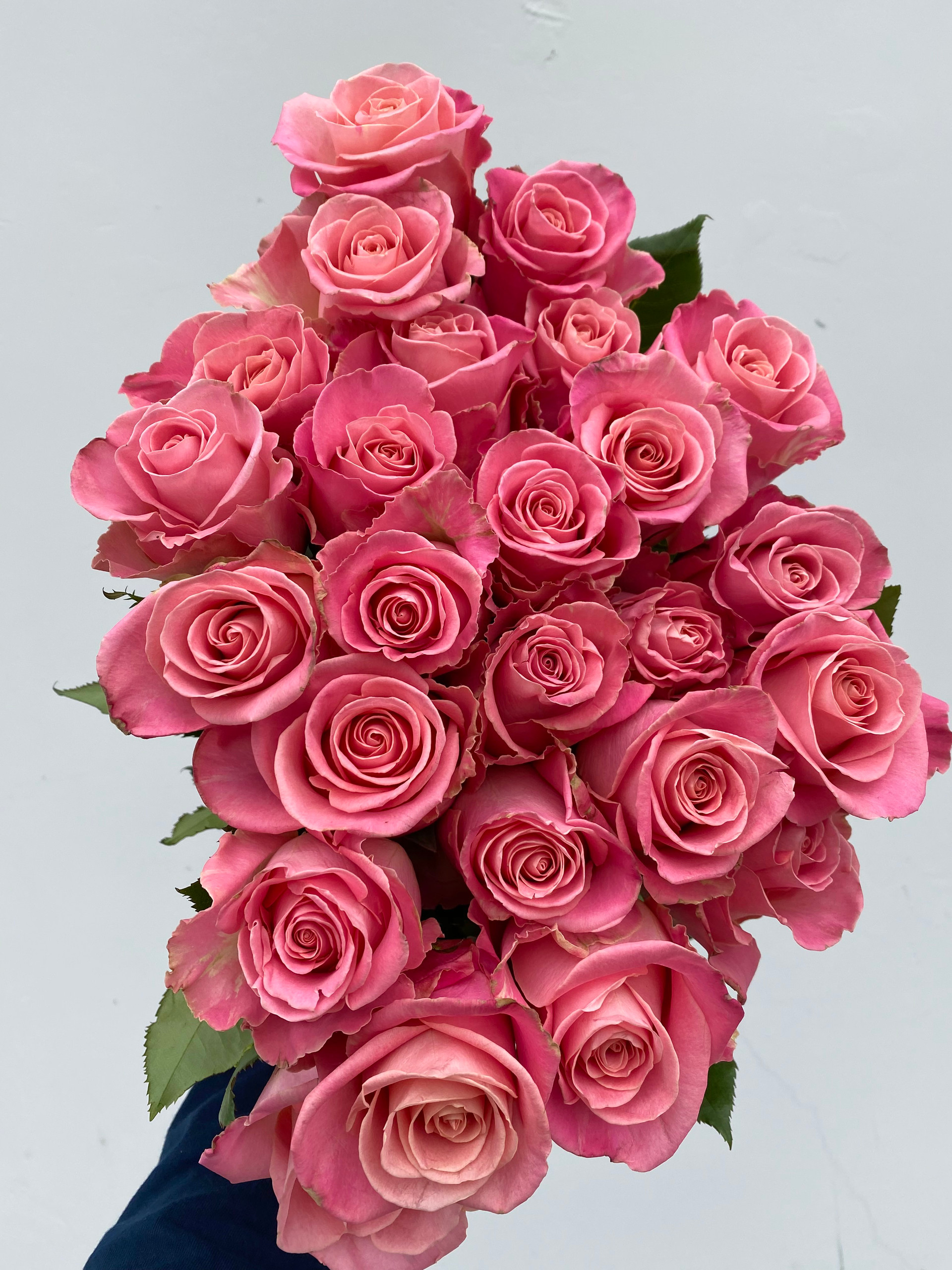 Shimmer Roses - 25 stems