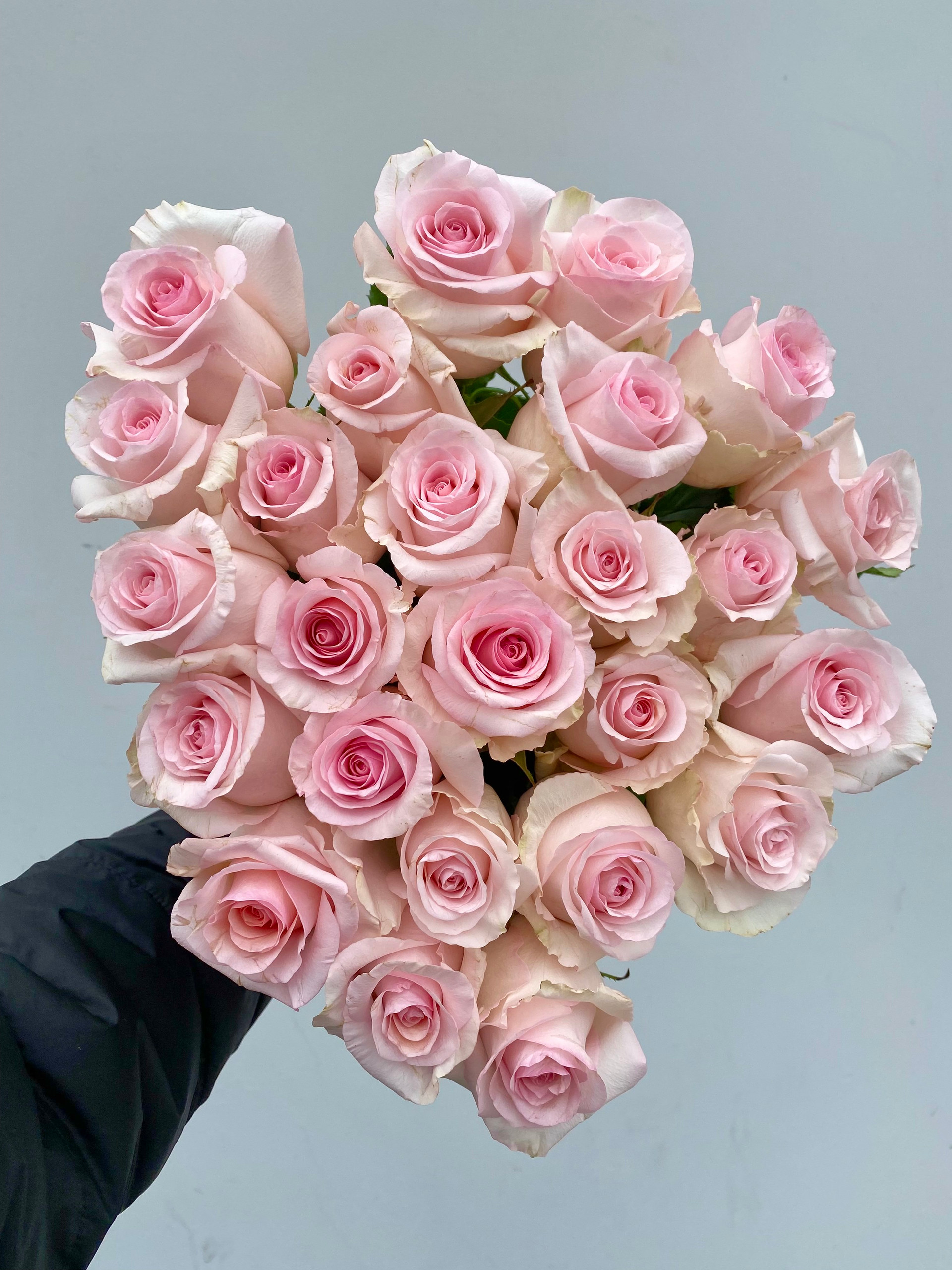 Shimmer Roses - 25 stems