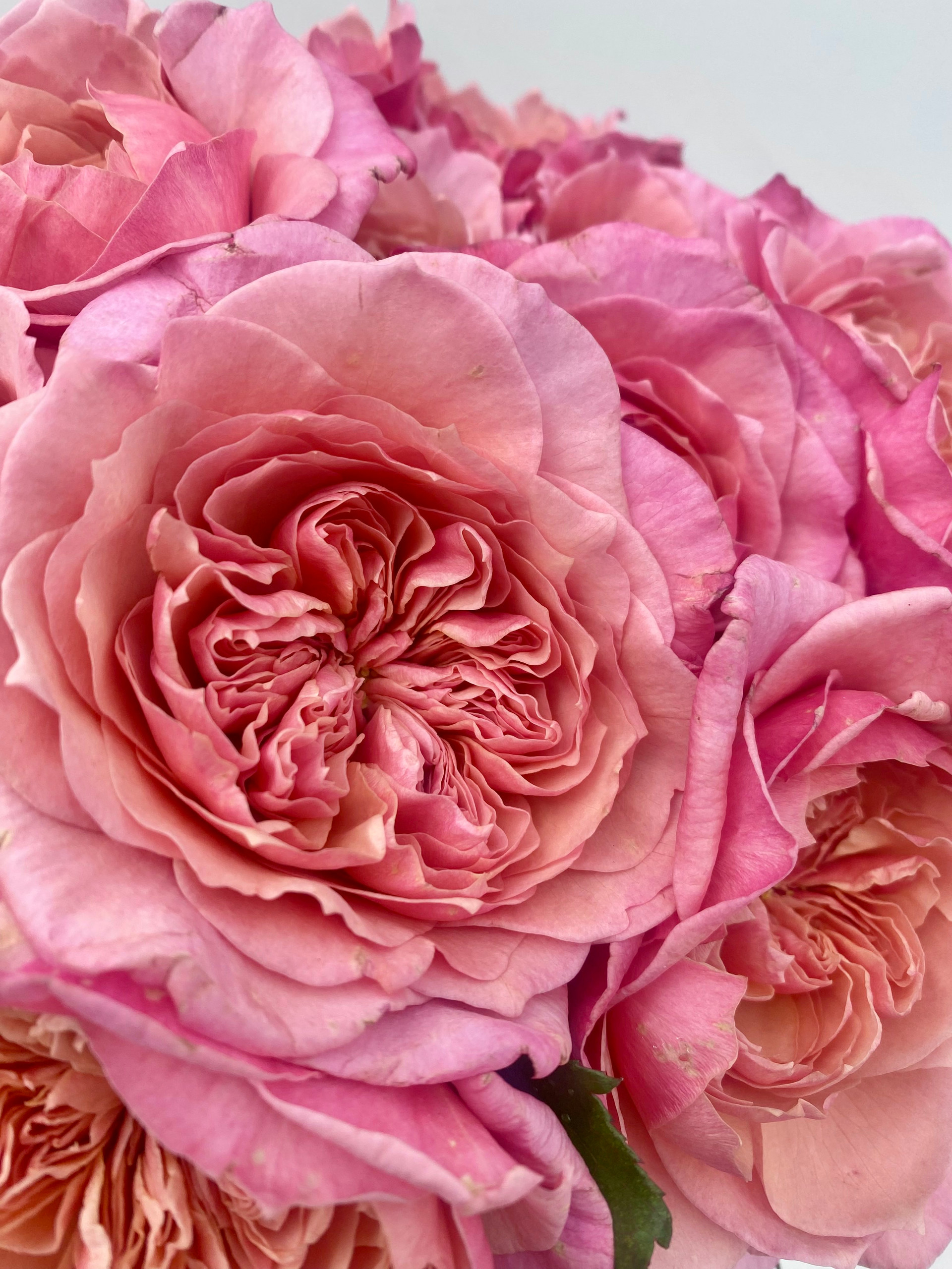 Wabara Miyabi Garden Roses CA-Grown - 12 stems