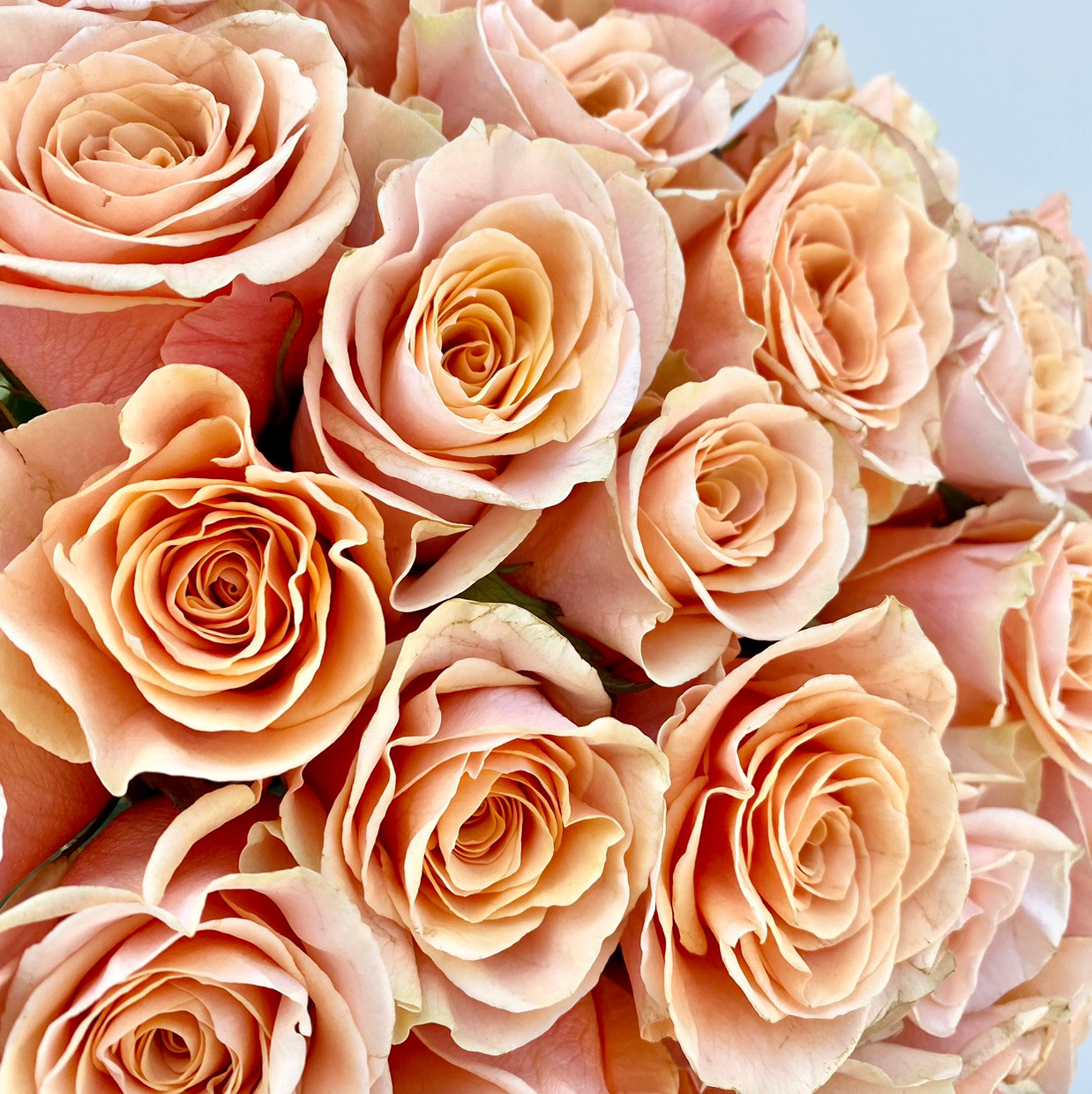 RP Moab Rose - 25st - Ramirez Wholesale Flowers Inc