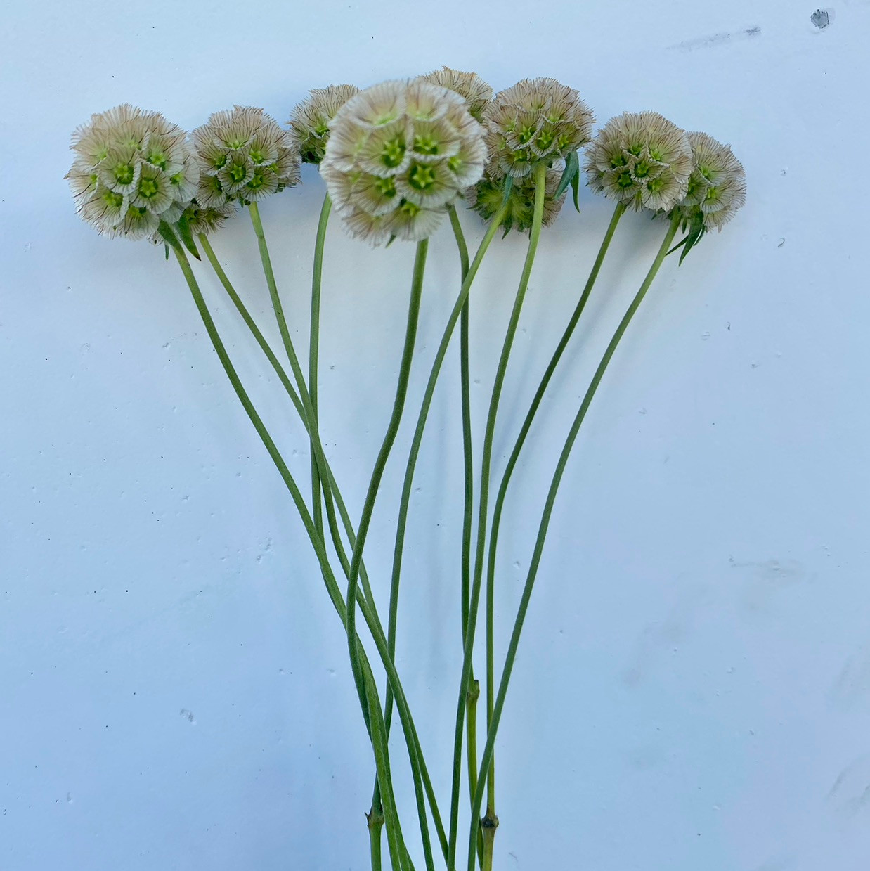 Ramirez Wholesale Flowers Inc